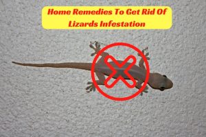 12 Easy Ways To Get Rid Of Lizards Infestation
