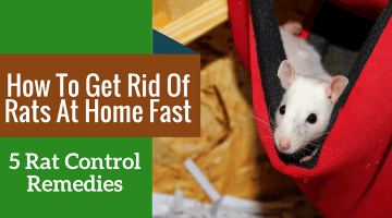 12 Easy Ways To Get Rid Of Lizards Infestation